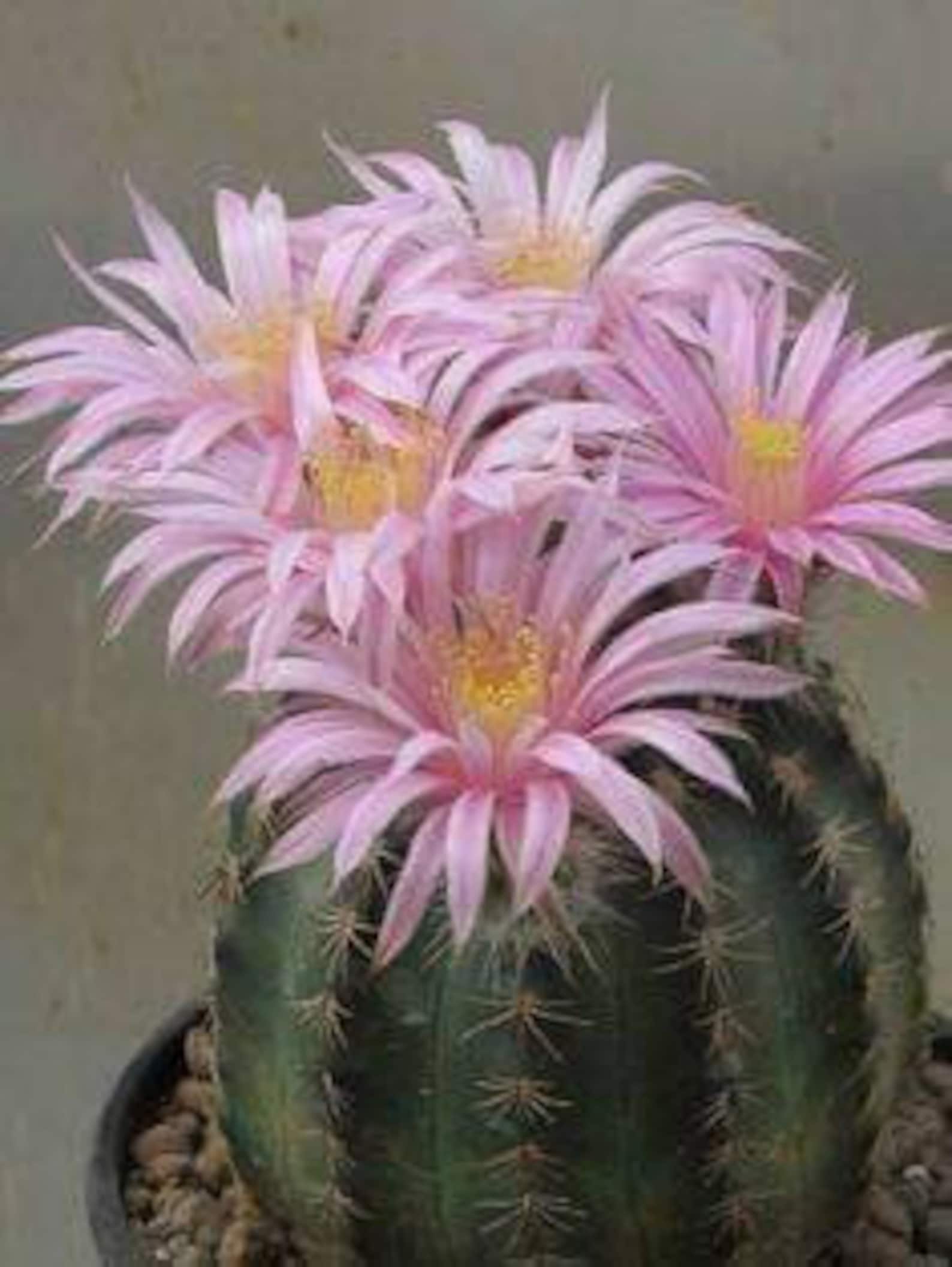 25 Seeds Parodia Species Mix.flowering Cactus - Etsy
