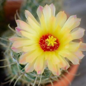 25+ Seeds Parodia Species Mix.flowering Cactus - Etsy