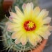 25 Seeds Parodia Species Mix.flowering Cactus - Etsy