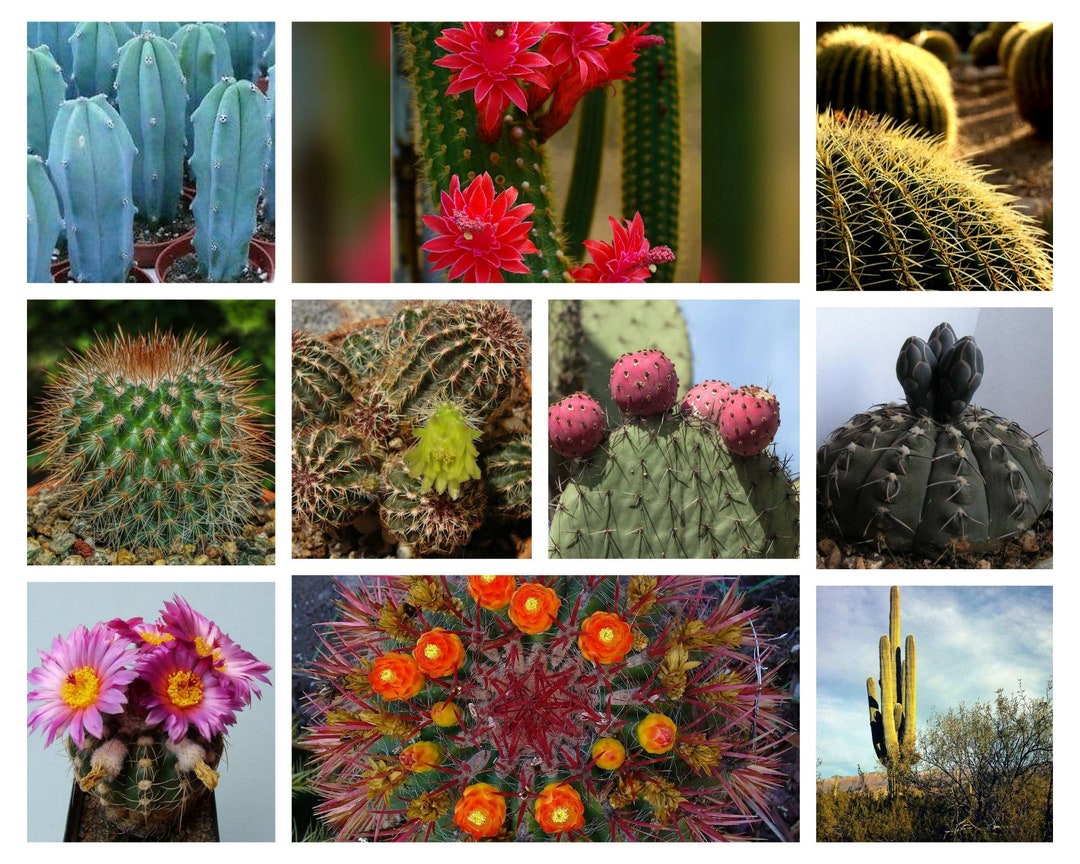 100+ Mixed Cactus Seeds, All Shapes Sizes and Colors. - Etsy