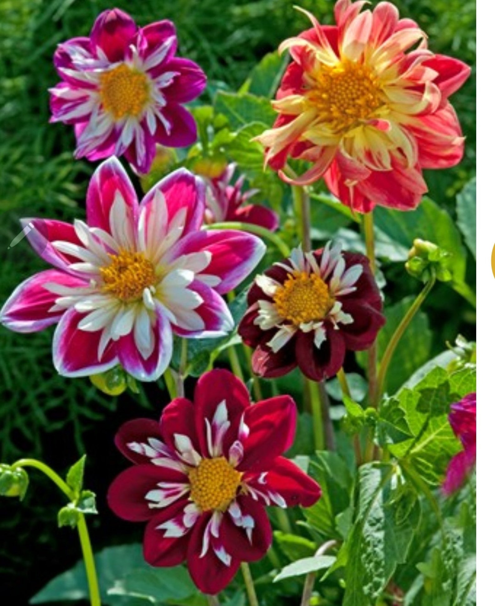 20 Dahlia Dandy Seeds. - Etsy