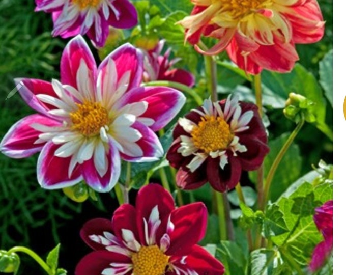 20 Dahlia Dandy Seeds. - Etsy