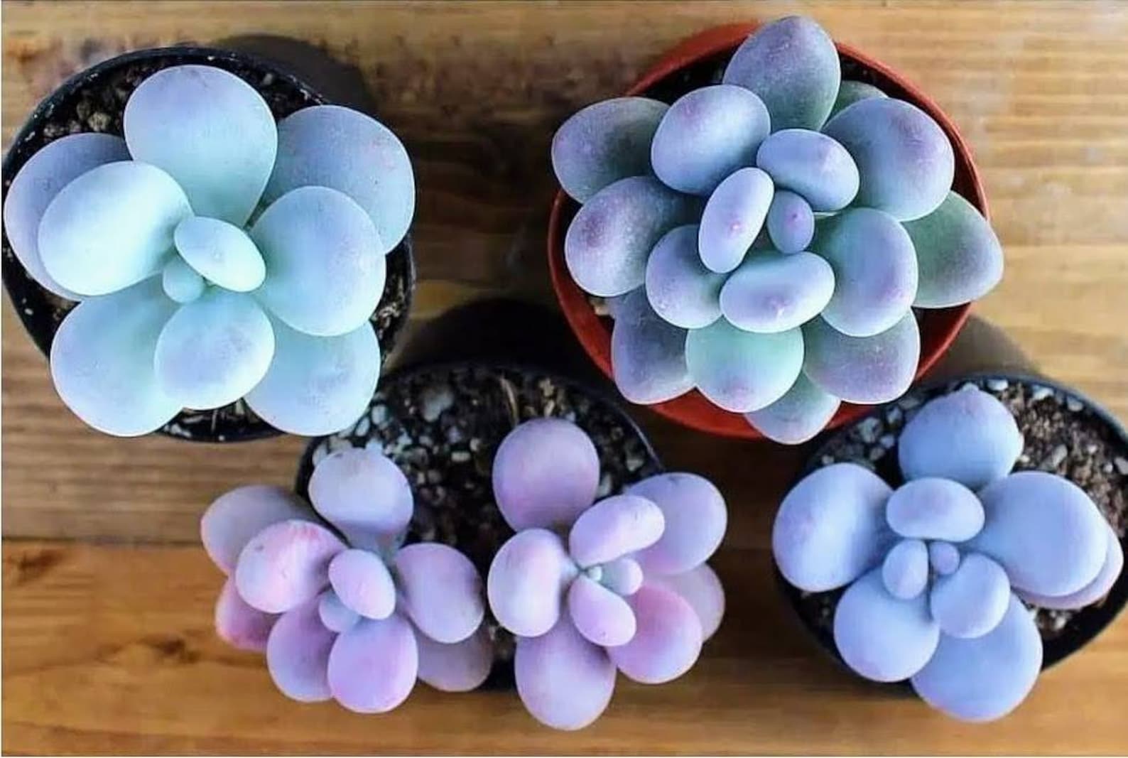 Blue Moonstone Succulent Seeds 15 Pcs, Pachyphytum Oviferum, - Etsy