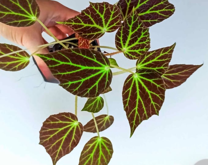 Begonia Chloroneura Seeds 25. Rare Exotic Begonia Easy-to-grow Indoor ...
