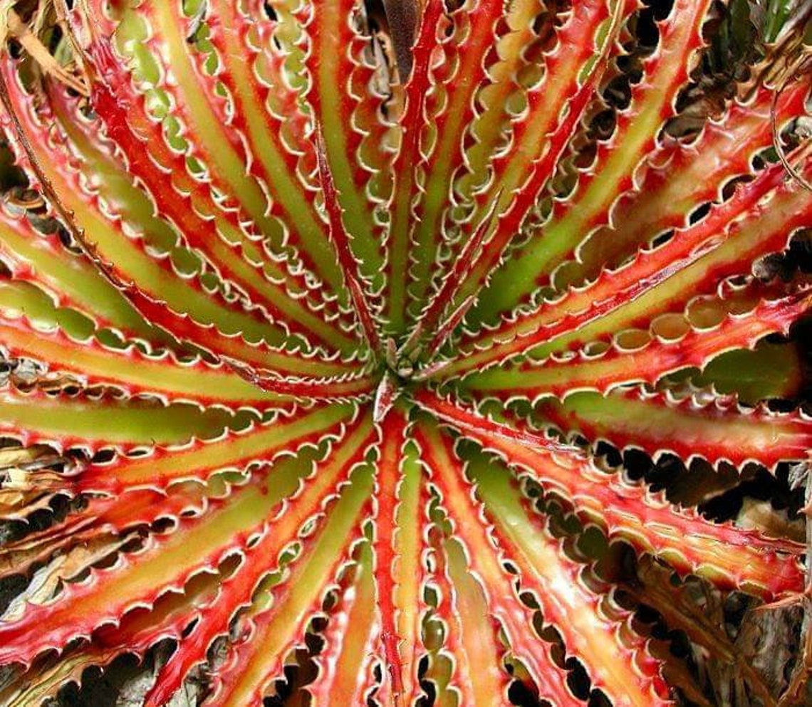 20 Texas False Agave Seeds, Hechtia Texensis - Etsy