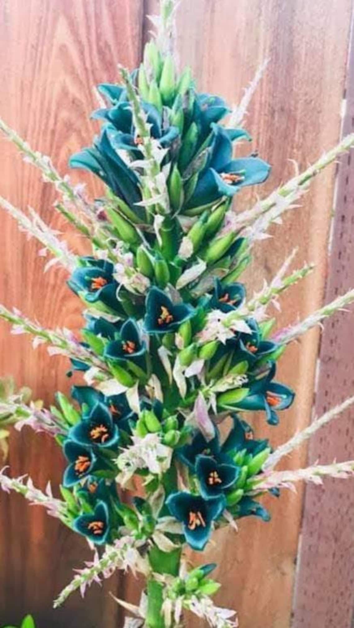 Sapphire Tower Plant Seeds 25 Pcs. Puya Alpestris Seeds - Etsy