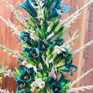 Sapphire Tower Plant Seeds 25 Pcs. Puya Alpestris Seeds - Etsy