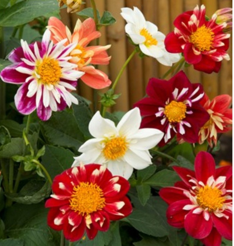 20 Dahlia Dandy Seeds. - Etsy