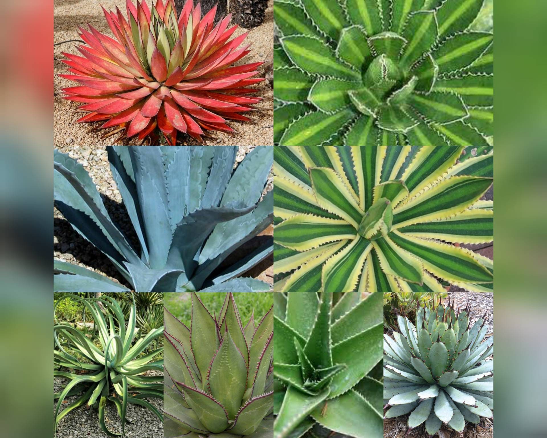 50 Seeds AGAVE Variety MIX Rare Plant Succulent Seeds - Etsy