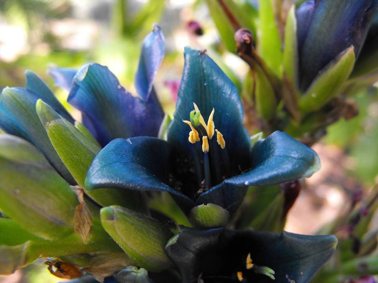 Sapphire Tower Plant Seeds 25 Pcs. Puya Alpestris Seeds - Etsy