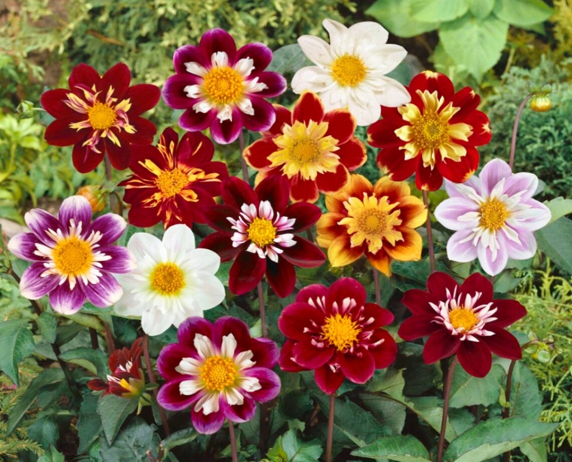20 Dahlia Dandy Seeds. - Etsy