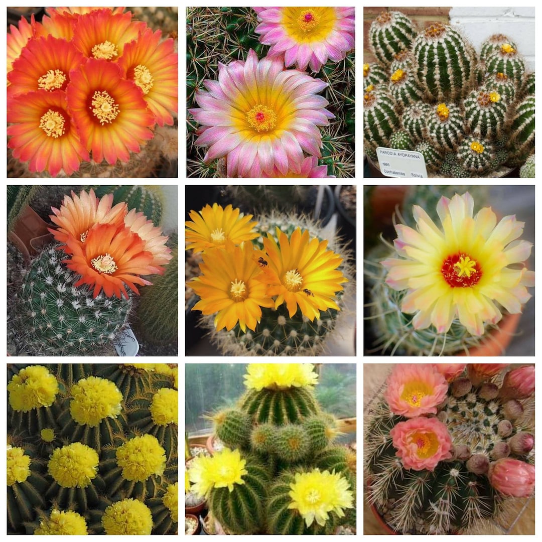 25+ Seeds Parodia Species Mix.flowering Cactus - Etsy