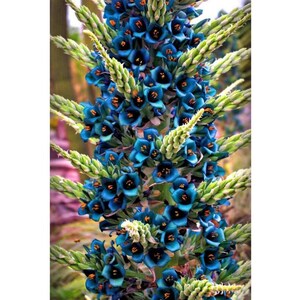 Sapphire Tower Plant Seeds 25 Pcs. Puya Alpestris Seeds - Etsy