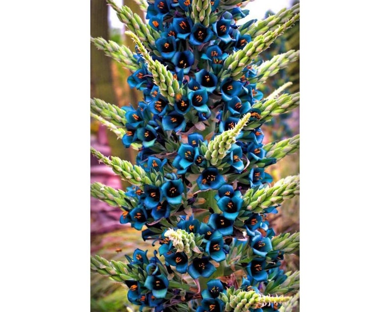 Sapphire Tower Plant Seeds 25 Pcs. Puya Alpestris Seeds - Etsy