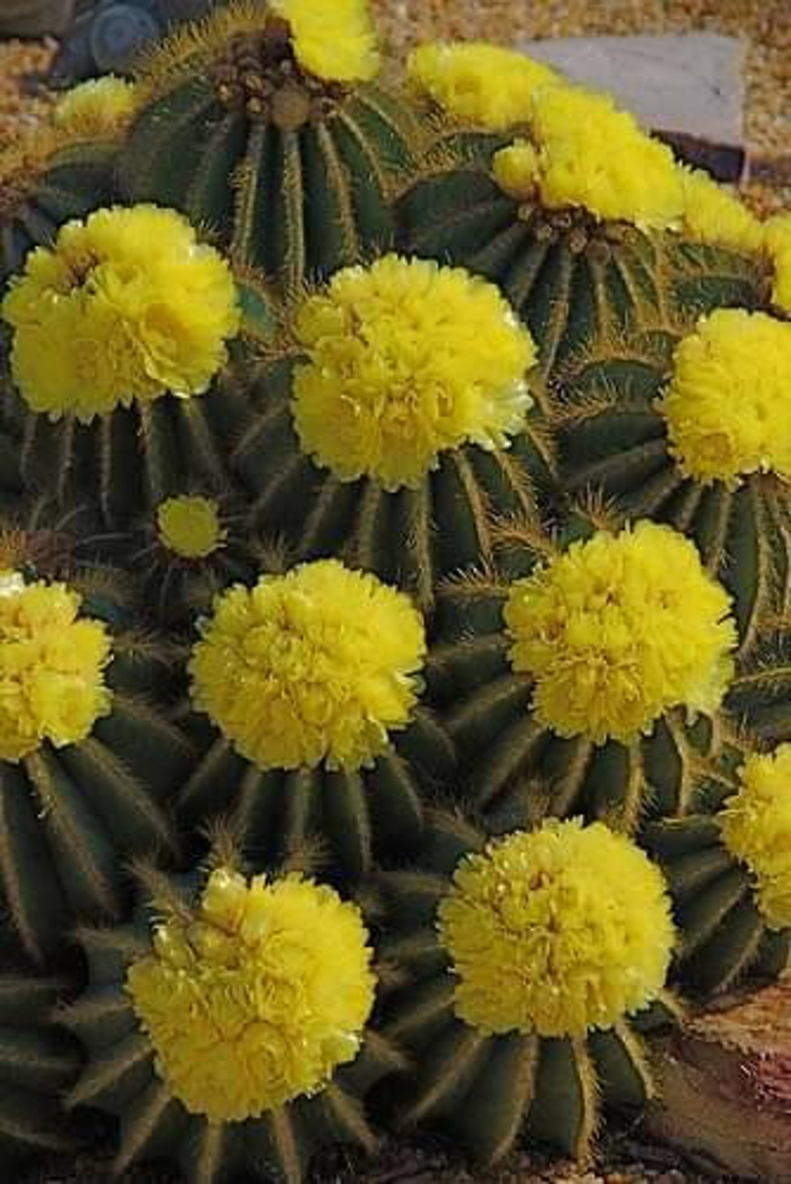 25 Seeds Parodia Species Mix.flowering Cactus - Etsy
