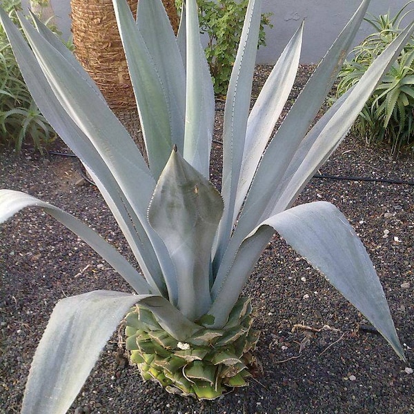 Blue Agave - Etsy