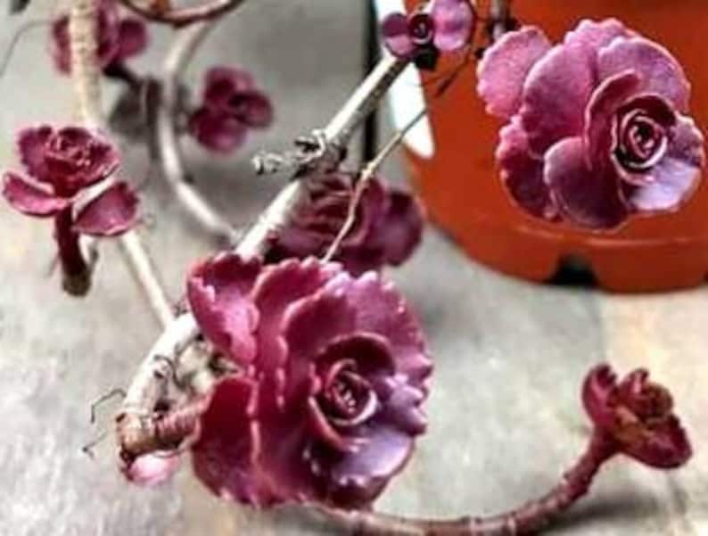 Voodoo Succulent Seeds 15 Pcs, A Sedum Spurium Cultivar. - Etsy