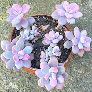 Blue Moonstone Succulent Seeds 15 Pcs, Pachyphytum Oviferum, - Etsy
