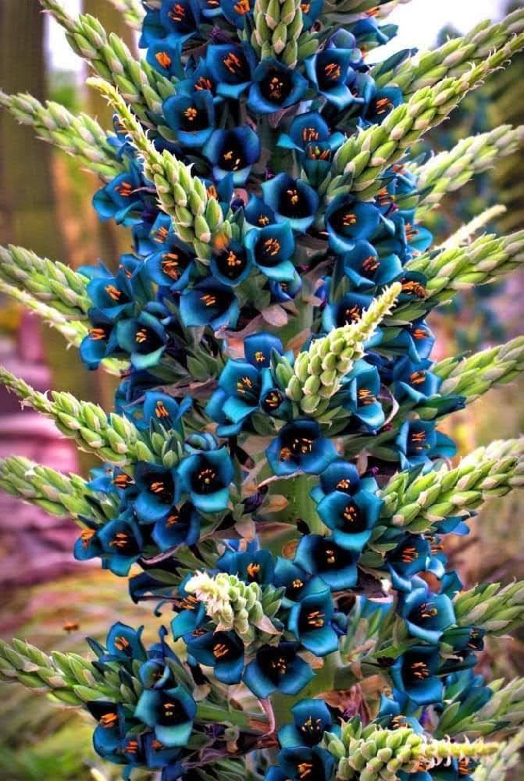 Sapphire Tower Plant Seeds 25 Pcs. Puya Alpestris Seeds - Etsy