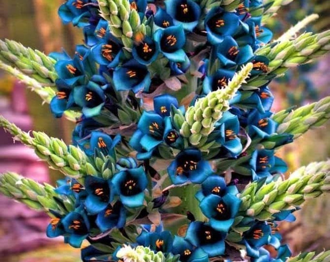 Sapphire Tower Plant Seeds 25 Pcs. Puya Alpestris Seeds - Etsy