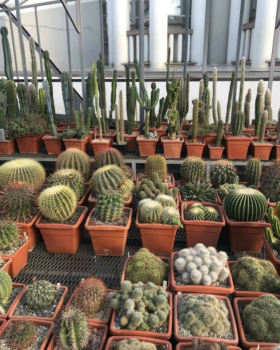 100 Mixed Cactus Seeds All Shapes Sizes and Colors. - Etsy