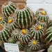 25 Seeds Parodia Species Mix.flowering Cactus - Etsy