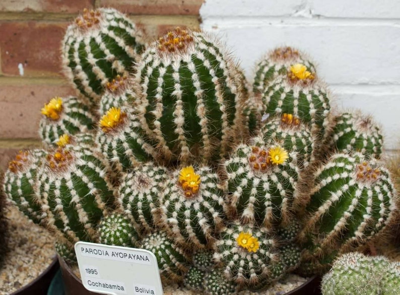 25 Seeds Parodia Species Mix.flowering Cactus - Etsy