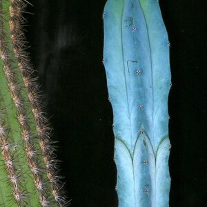 20 Seeds Myrtillocactus Geometrizans, Blue Boy, Blue Myrtle Cactus ...