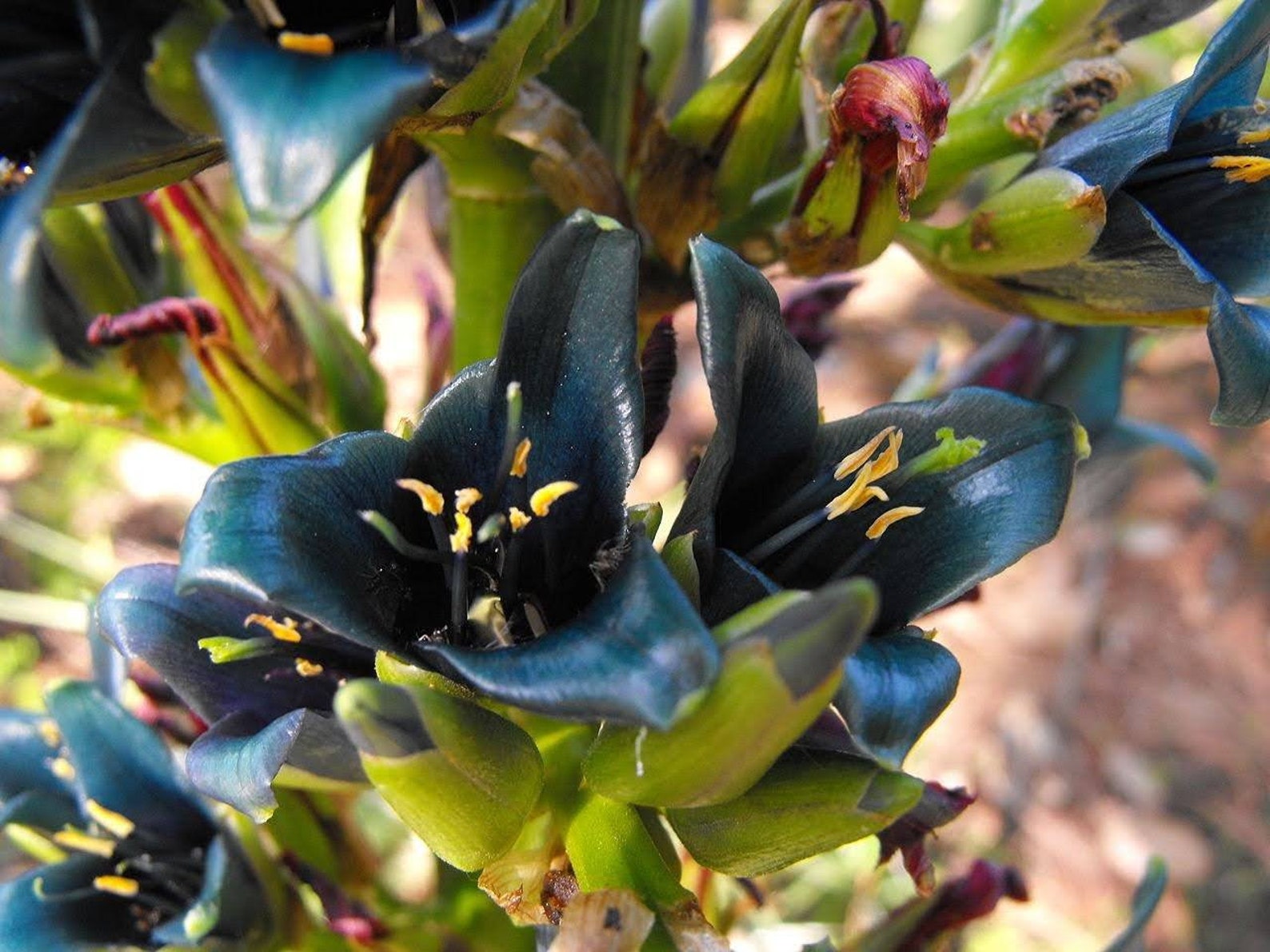 Sapphire Tower Plant Seeds 25 Pcs. Puya Alpestris Seeds - Etsy