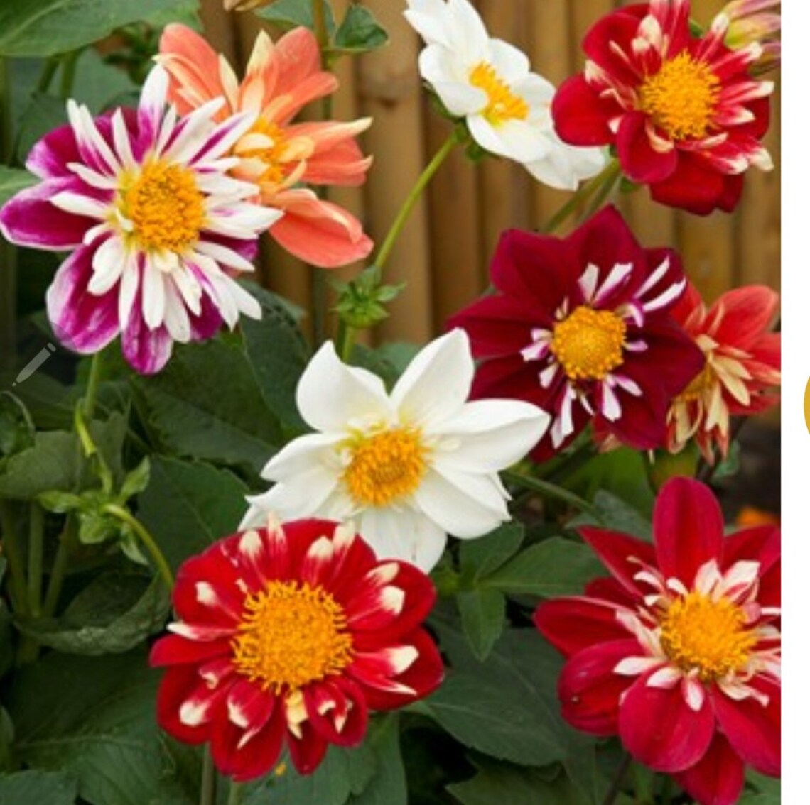 20 Dahlia Dandy Seeds. - Etsy