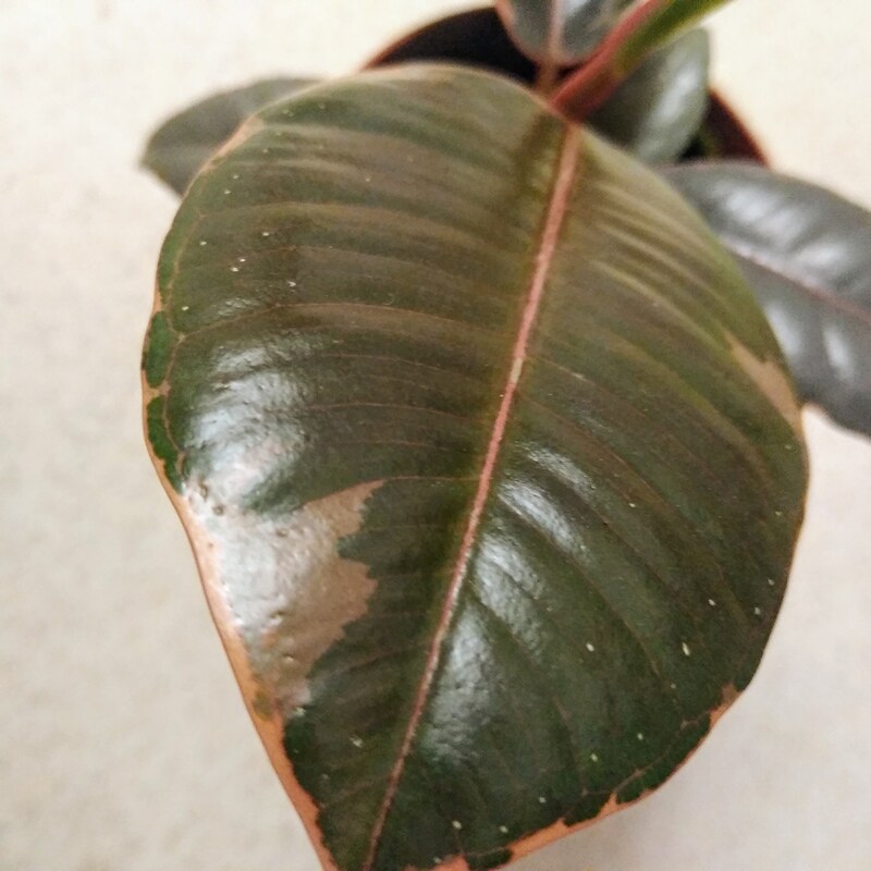 Rubber Plant Live - Etsy