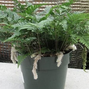 Rabbit's Foot Fern, Cool Plant, Fuzzy Foot Fern, Pet Friendly, 4" Pot ...