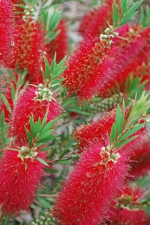 Red Cluster Bottlebrush Tree, 1qt Container, Hummingbird, Butterfly ...