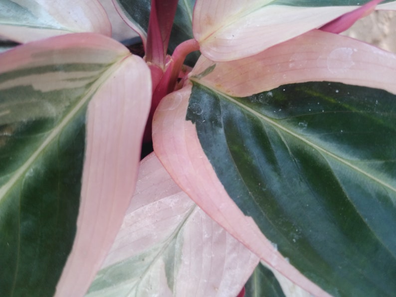 Live Plant Stromanthe Triostar Tricolor Prayer Plant - Etsy