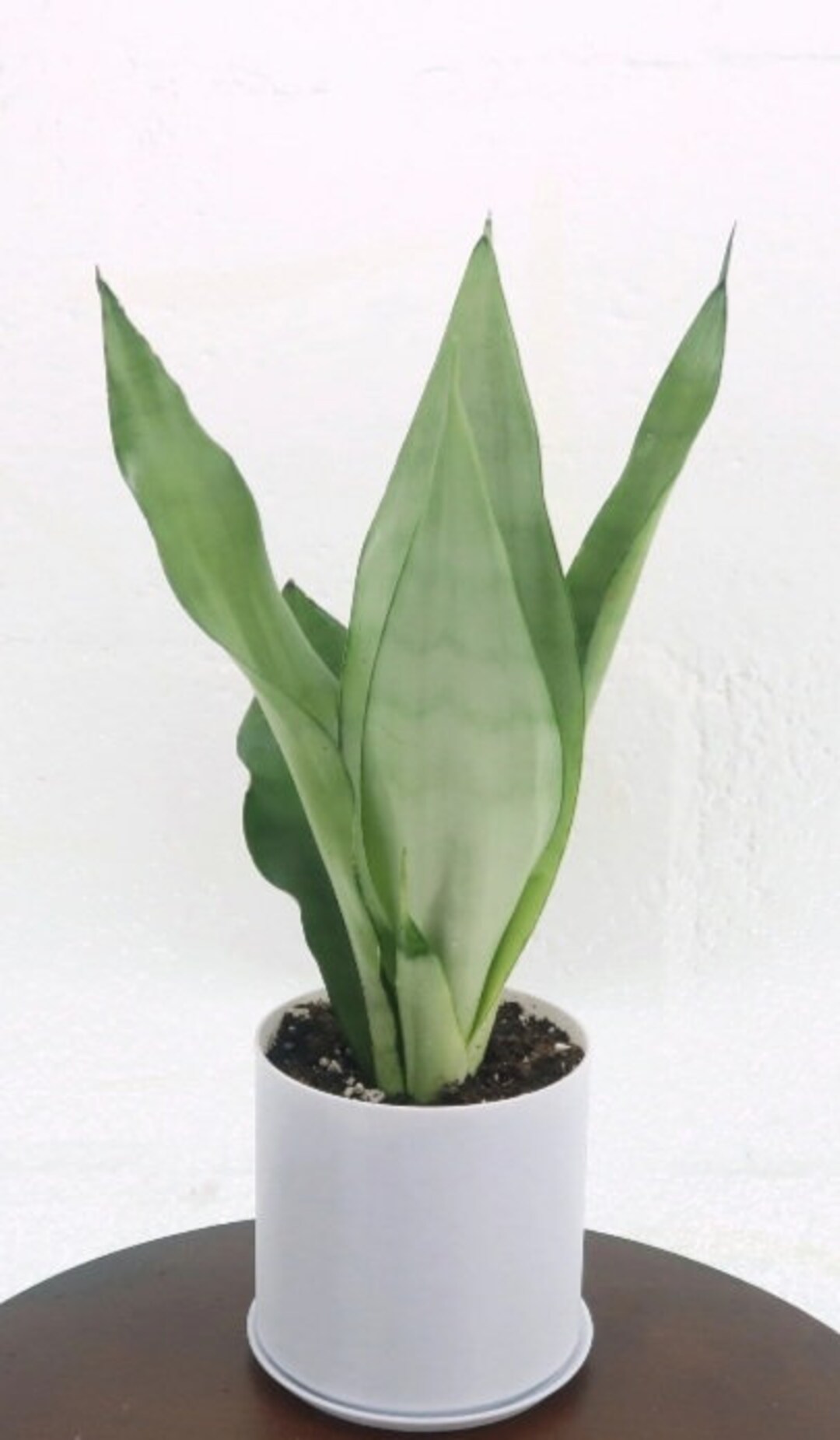 Silver Sansevieria moonshine, 4 Container, Moon Plant, Easy Care, Snake ...