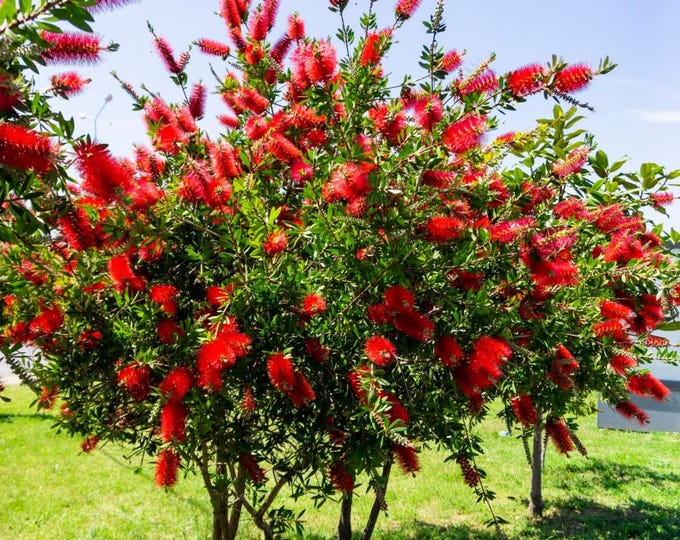 Red Cluster Bottlebrush Tree, 1qt Container, Hummingbird, Butterfly ...