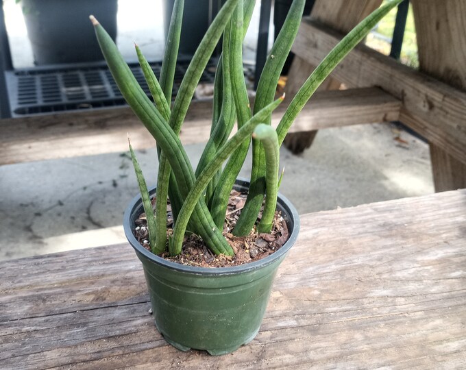 Sansevieria Medusa, 4 Container, Rare Plant, Air Purifying, Snake Plant ...