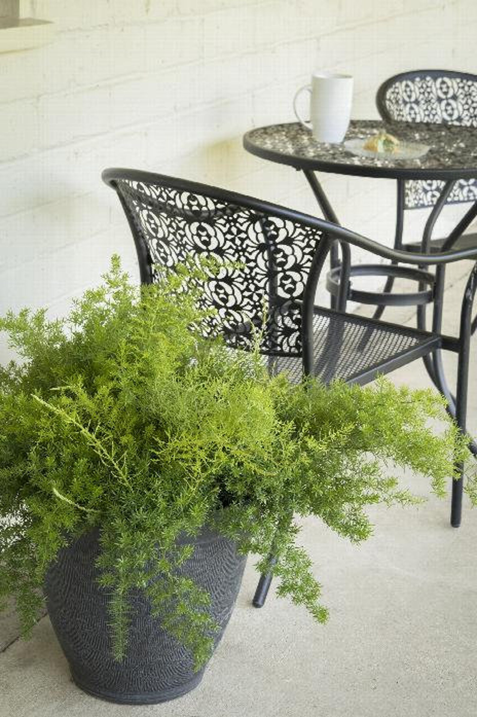 Asparagus Fern Sprengeri: Easy Care Lace Fern - 4" Container - Etsy