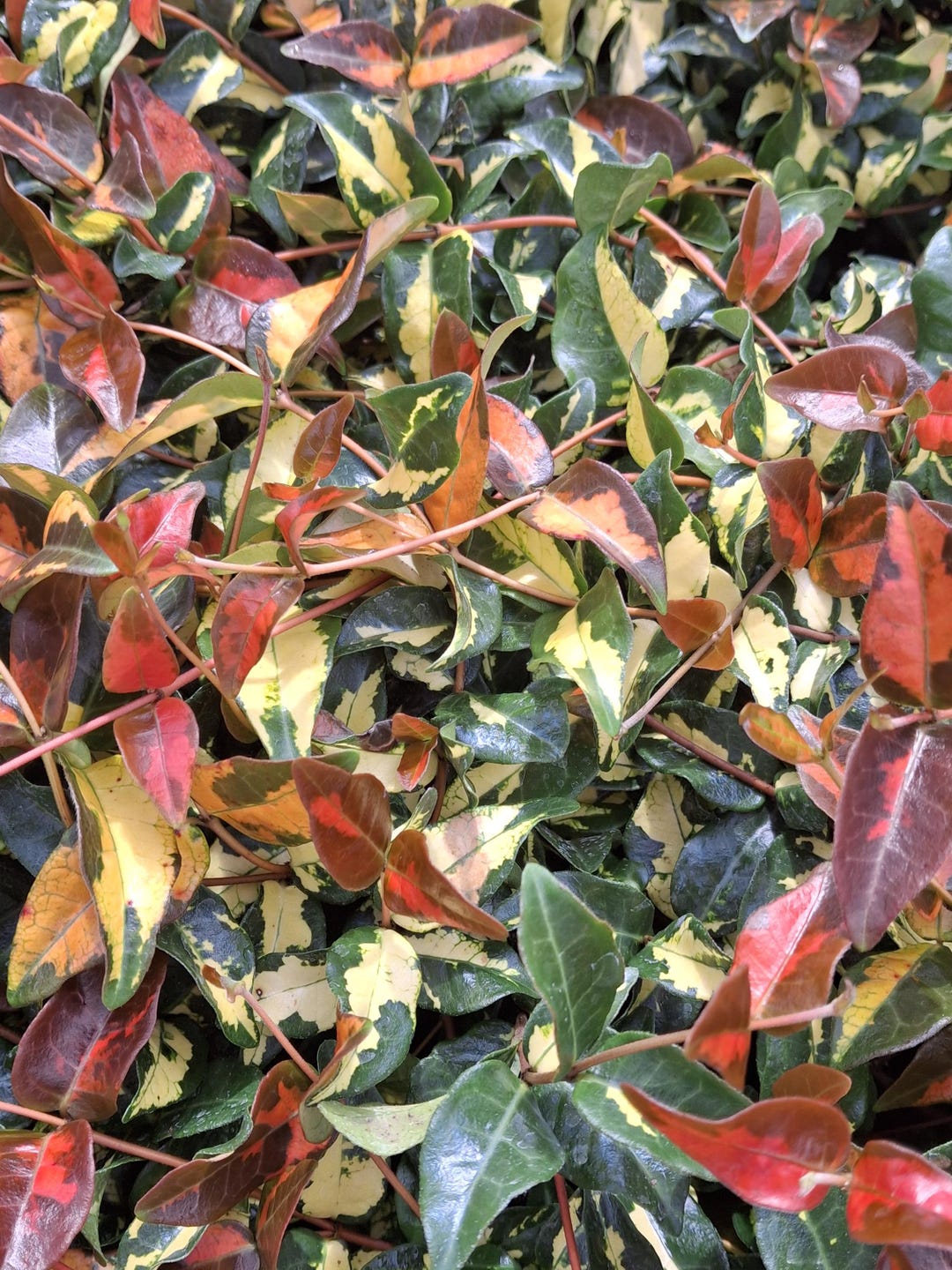 Summer Sunset Jasmine Plant: Variegated Foliage, Fragrant Blooms - 4 ...