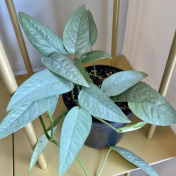 Cebu Blue Pothos - Etsy