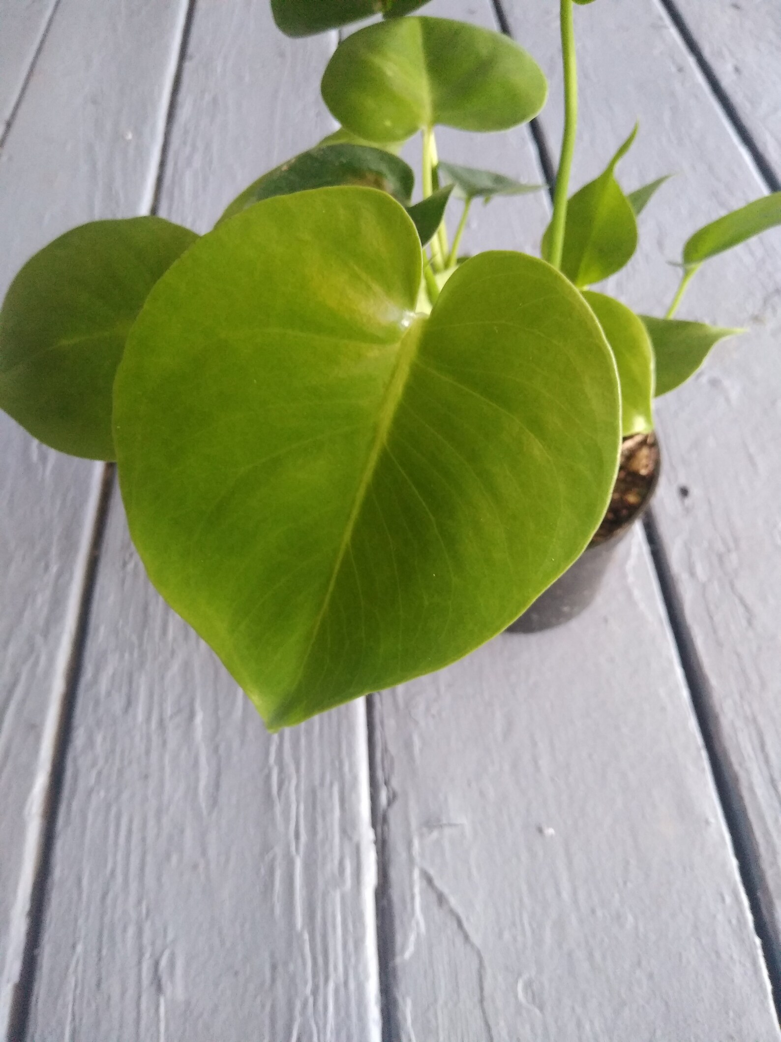Philodendron monstera Deliciosa 4 Pot | Etsy