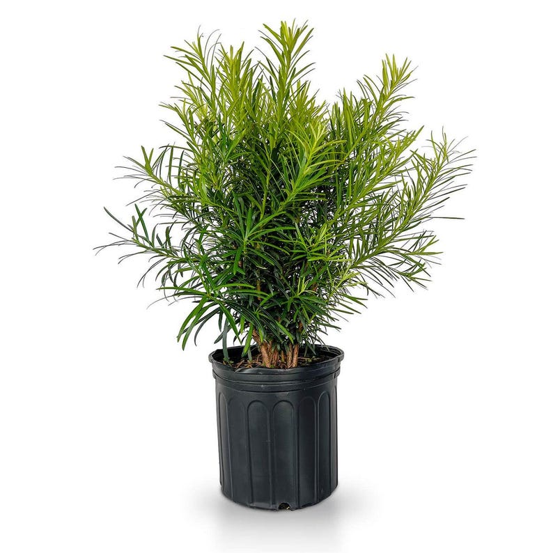 Podocarpus Macrophylus "maki" Yew Plum Pine, 6" Container, Fully Rooted ...