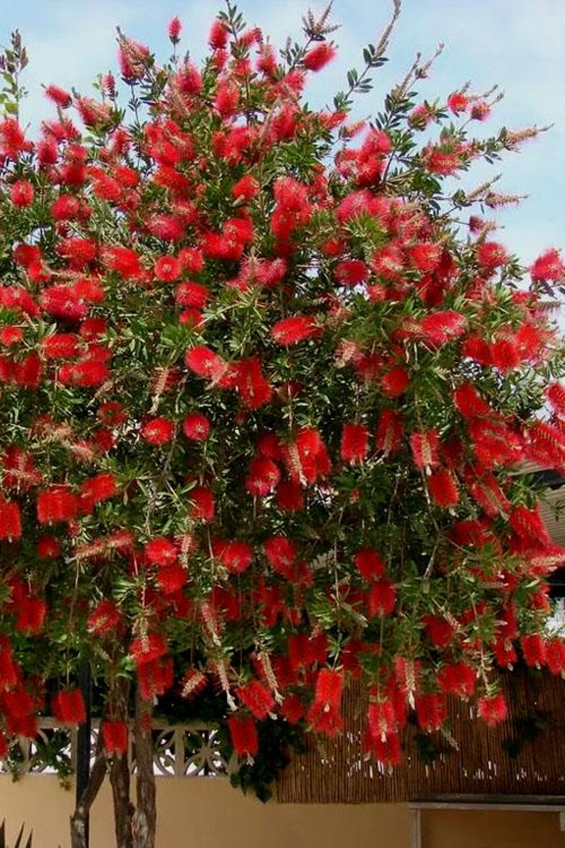 Red Cluster Bottlebrush Tree, 1qt Container, Hummingbird, Butterfly ...