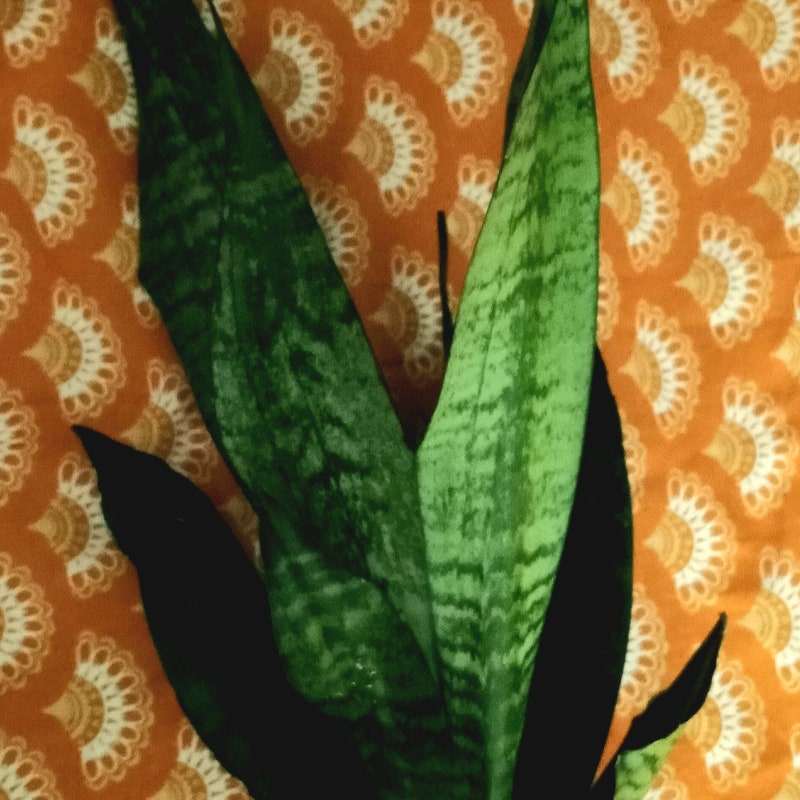 Snake Plant - Etsy