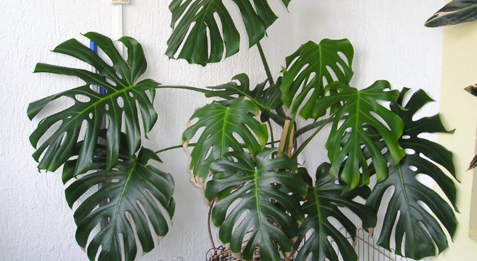 Philodendron monstera Deliciosa 4 Pot - Etsy