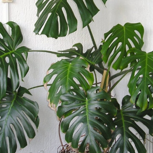 Philodendron monstera Deliciosa 4 Pot | Etsy