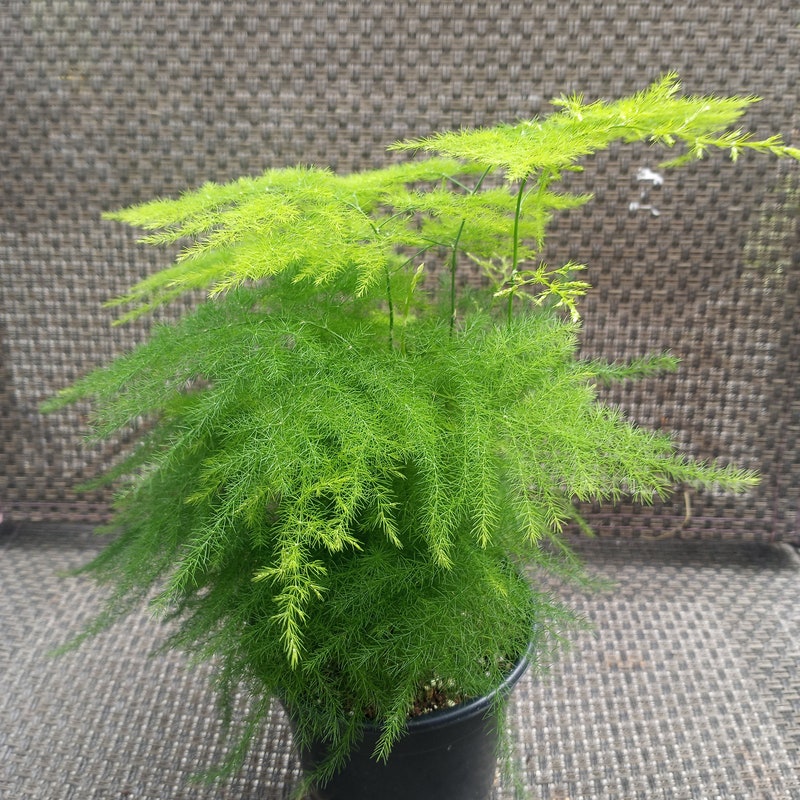 Miniature Fern - Etsy