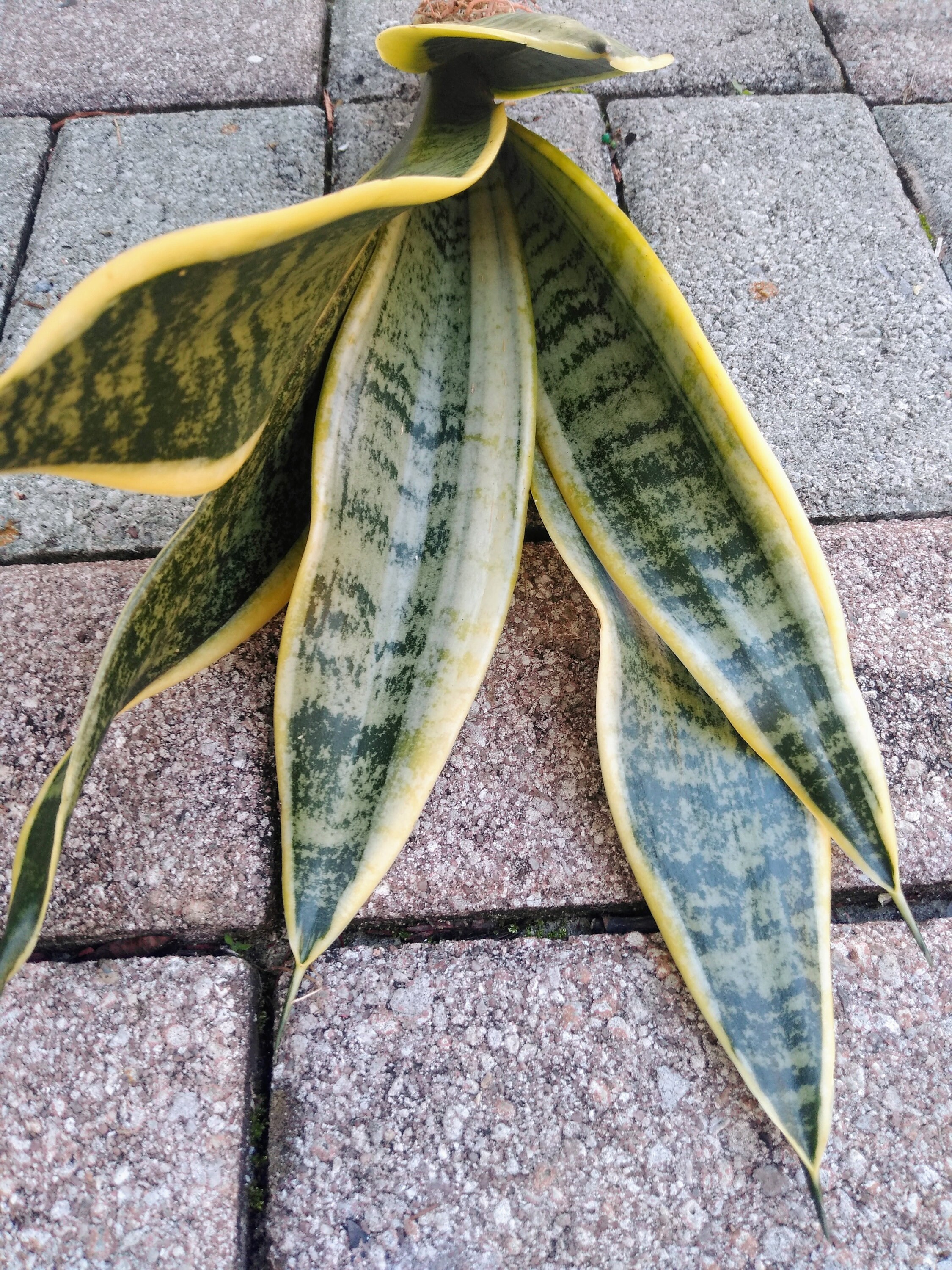 Sansevieria Snake Plant Futura Superba Compacta | Etsy