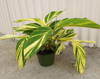 Variegated Spiral Ginger Costus Arabicus Variegatus - Etsy