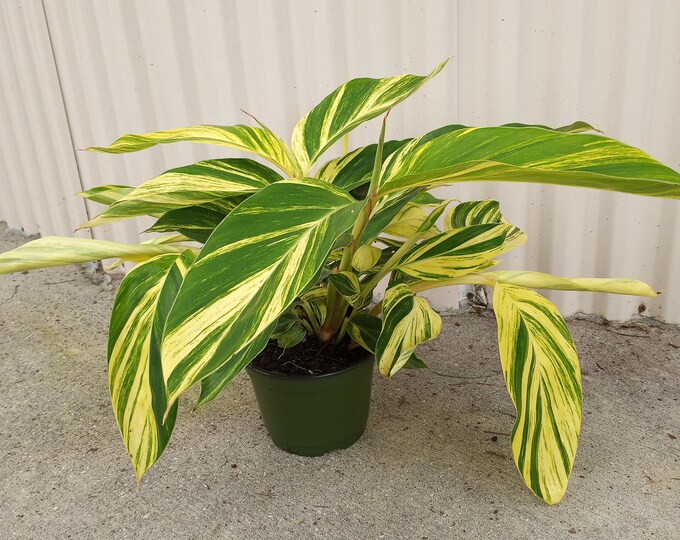 Variegated Shell Ginger Live Plant - Etsy